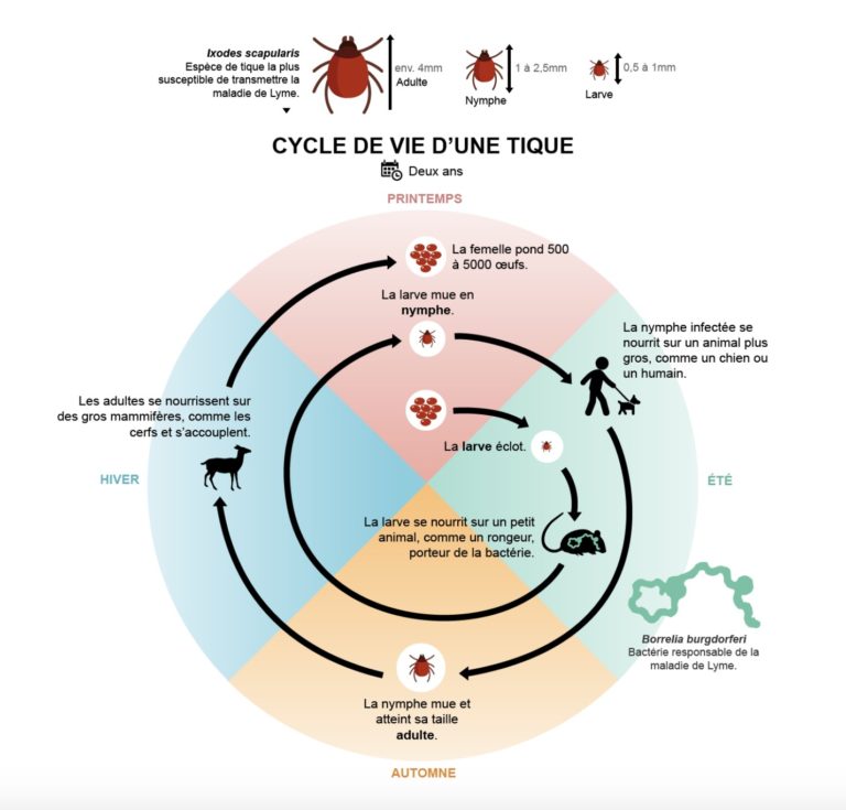 Tout savoir sur les tiques pour mieux s’en protéger en randonnée – Randos en Famille – Sponsored ...